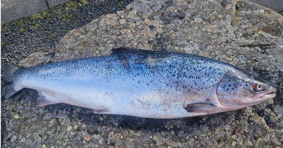 Ekki alvarleg staða með eldislaxana segir MAST - RÚV.is