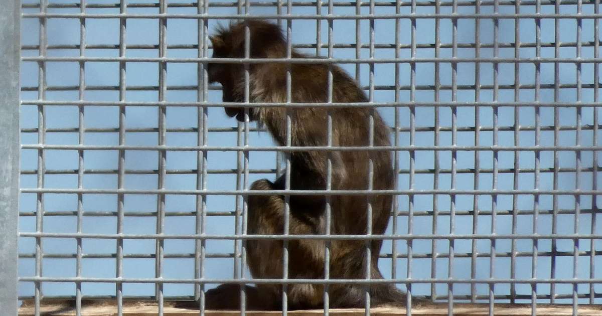 Thousands of test monkeys transferred through Iceland - RÚV.is