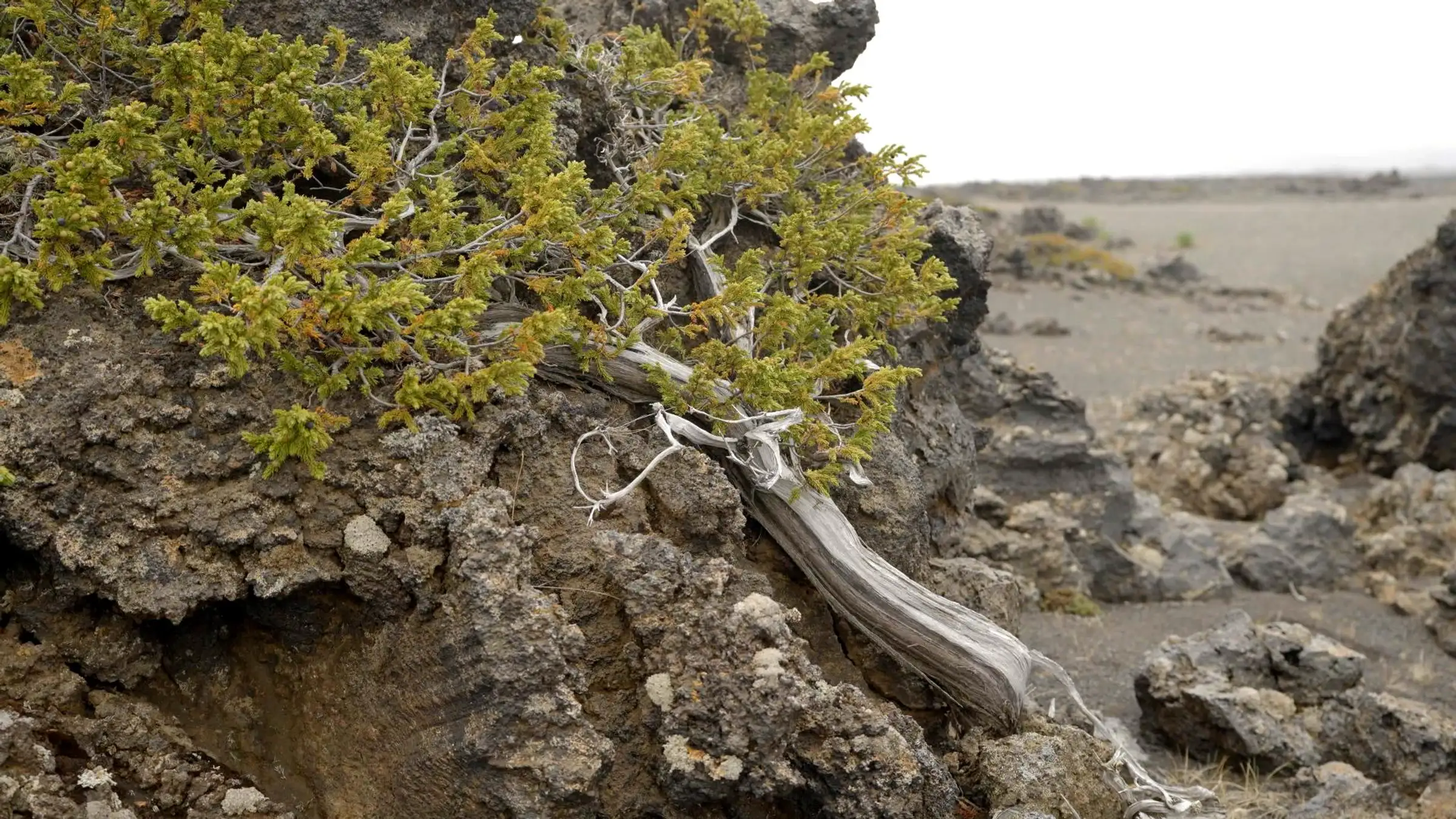 Iceland’s oldest living plant discovered near Mývatn - RÚV.is