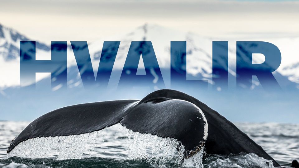 Hvalir - | RÚV Útvarp