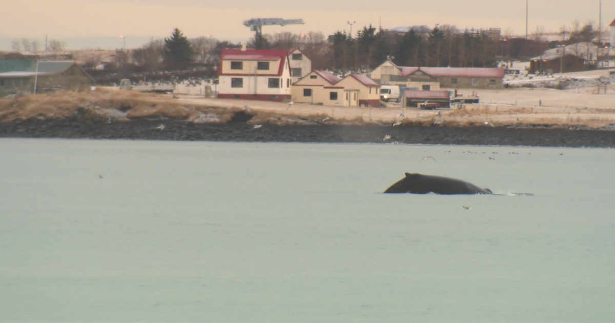 Hvalir una sér vel í Hafnarfjarðarhöfn - RÚV.is