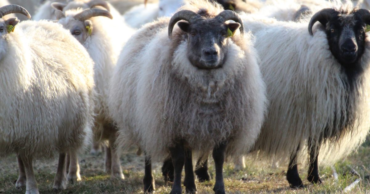 Tveir nýir litir finnast í íslensku sauðfé - RÚV.is