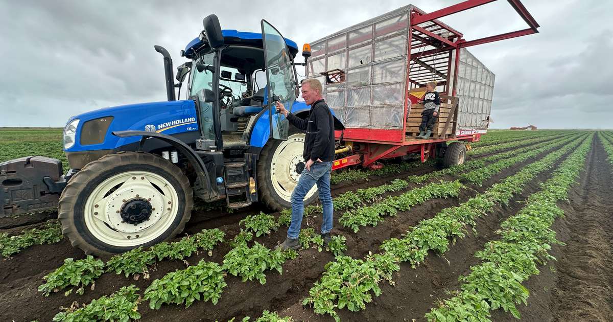 First Icelandic new potatoes hit the shelves today - RÚV.is
