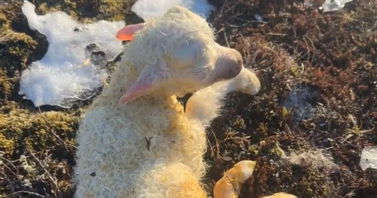 A sheep gave birth to a lamb during transport on a snowmobile - RÚV.is