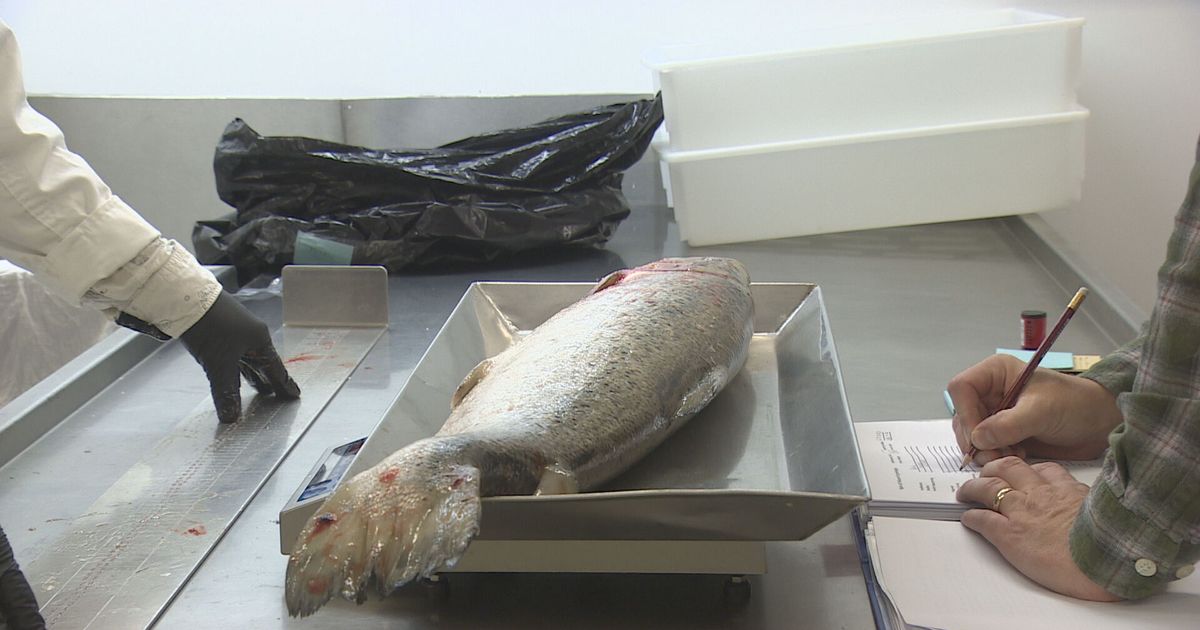 Róttækar aðgerðir lagðar til svo hindra megi útbreiðslu eldislax - RÚV.is