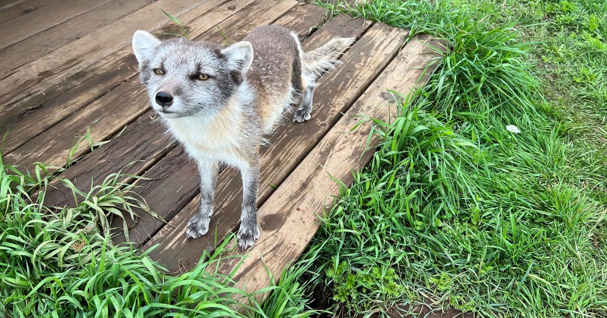 The RÚV English Podcast: THE ARCTIC FOX CENTRE, SÚÐAVÍK - RÚV.is