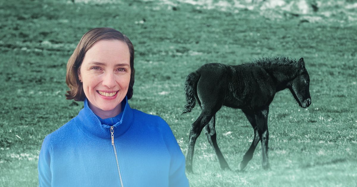 Drómasýki meðal íslenskra hrossa rannsökuð - RÚV.is