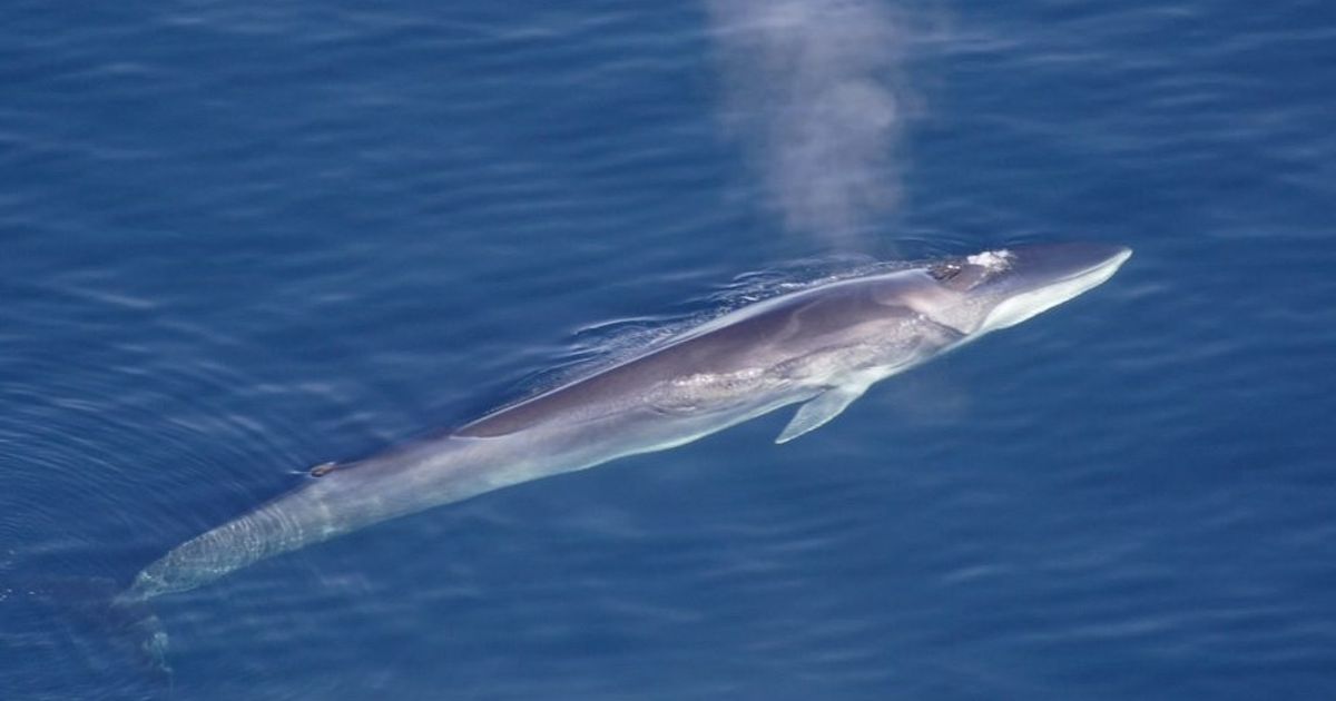 No whale hunt in Iceland this year - RÚV.is