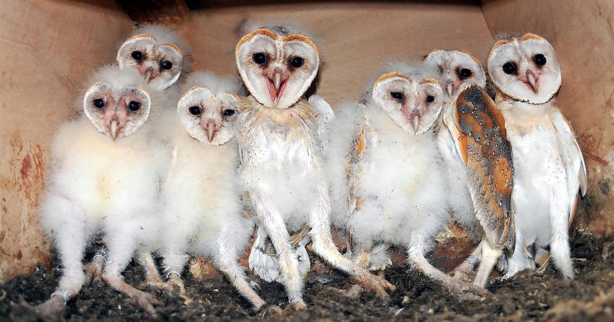 Uglur ekki allar þar sem þær eru séðar - RÚV.is