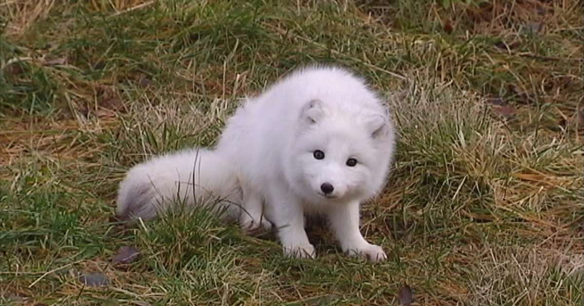 Five friends find foxy fugitive - RÚV.is