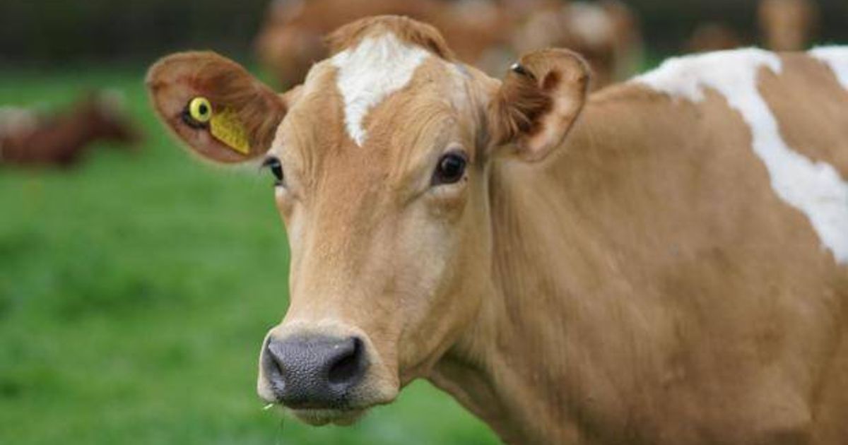 Orðið belja ætti ekki að vera til - RÚV.is