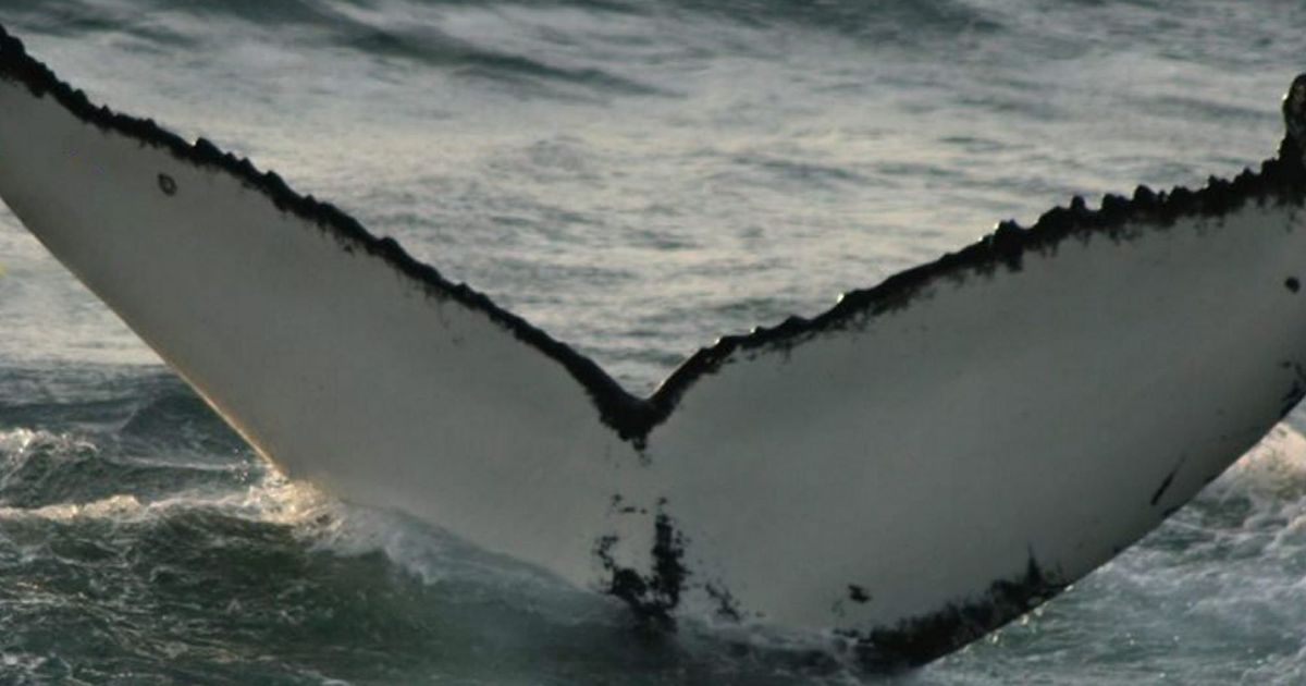 The RÚV English Podcast: WHAT'S HAPPENING WITH WHALING? - RÚV.is