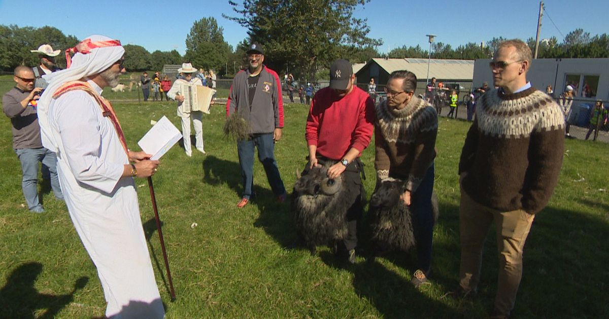 Bacon priest marries sheep - RÚV.is