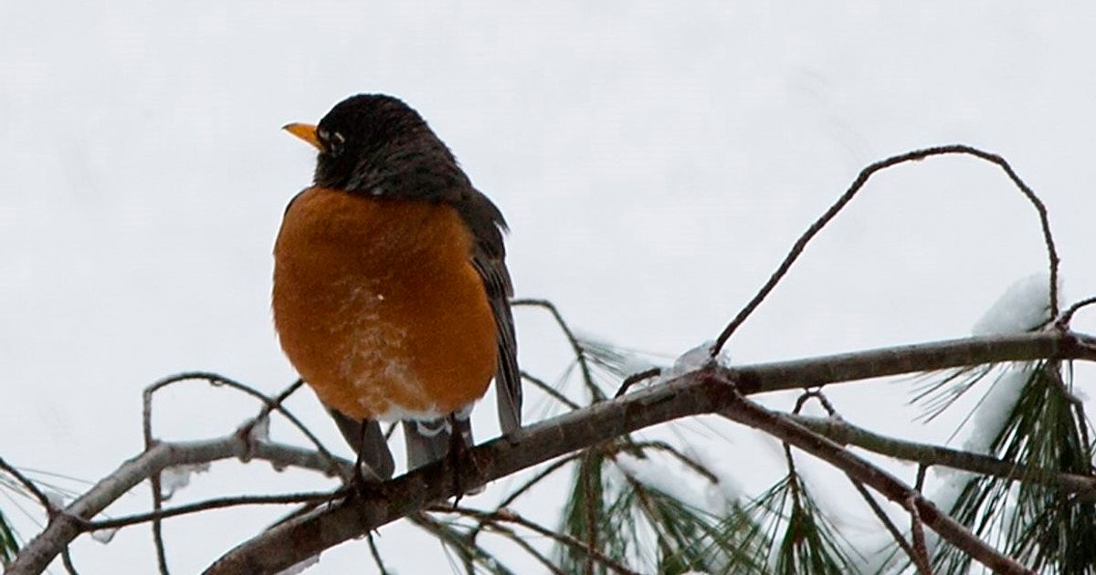 Sjaldgæfir fuglar staldra hér við - RÚV.is