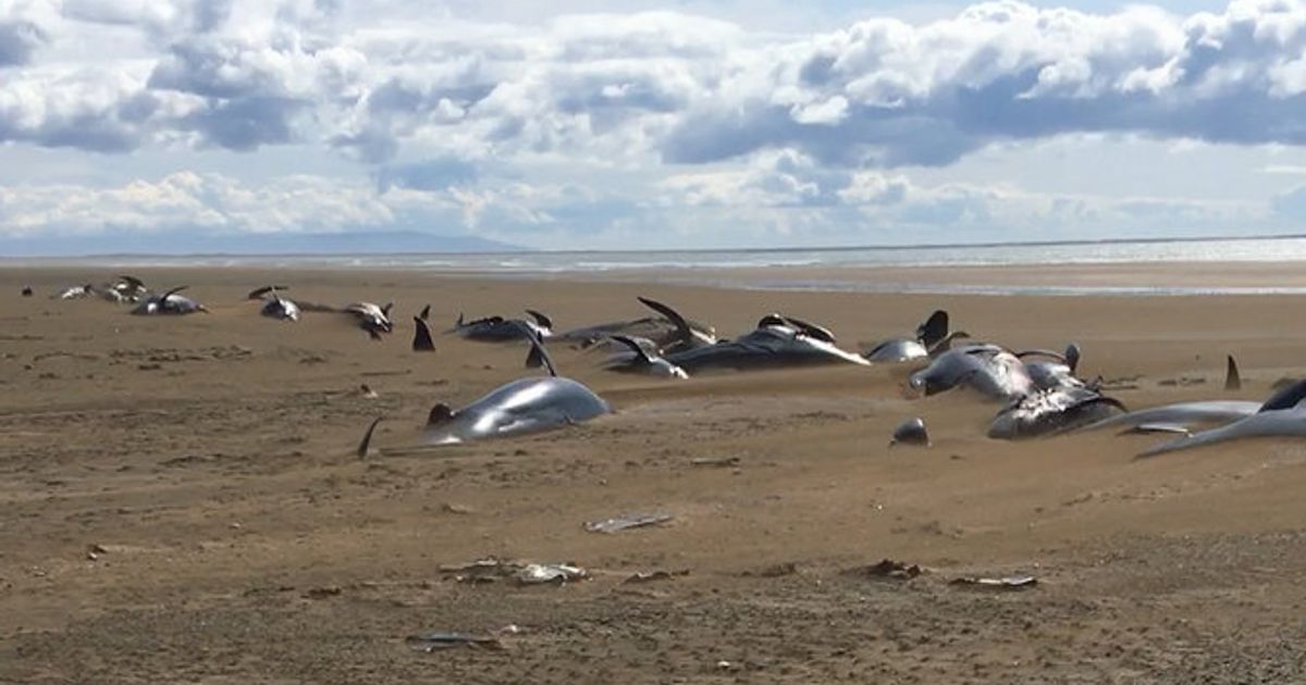 50 whales found dead on beach - RÚV.is