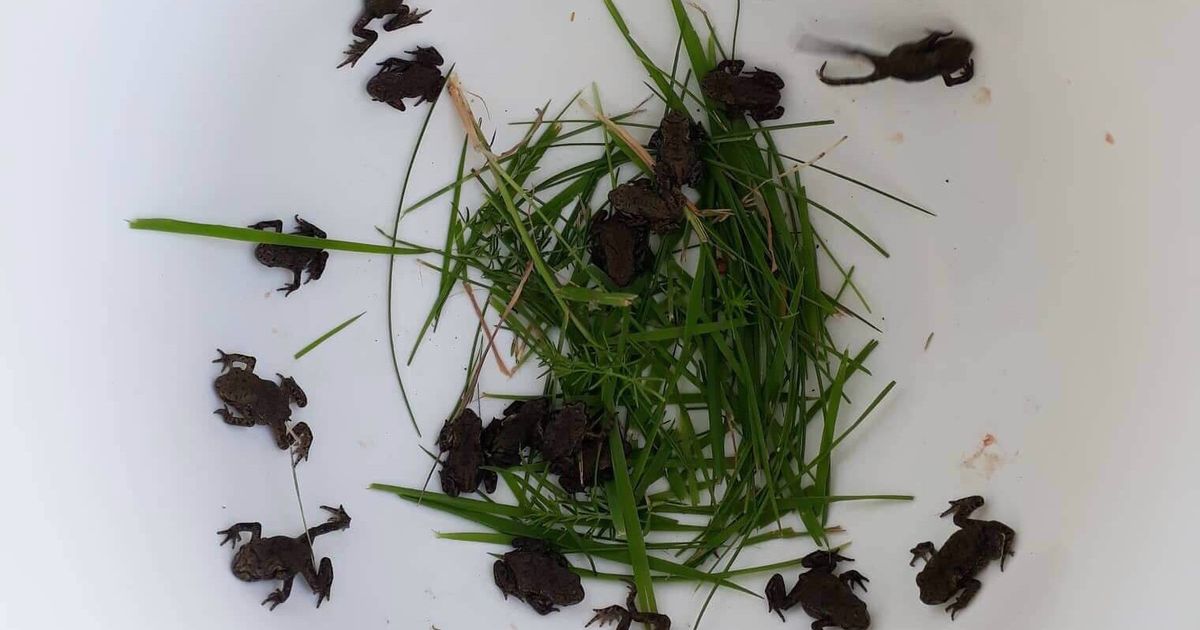 Frogs breeding wild in Iceland? - RÚV.is