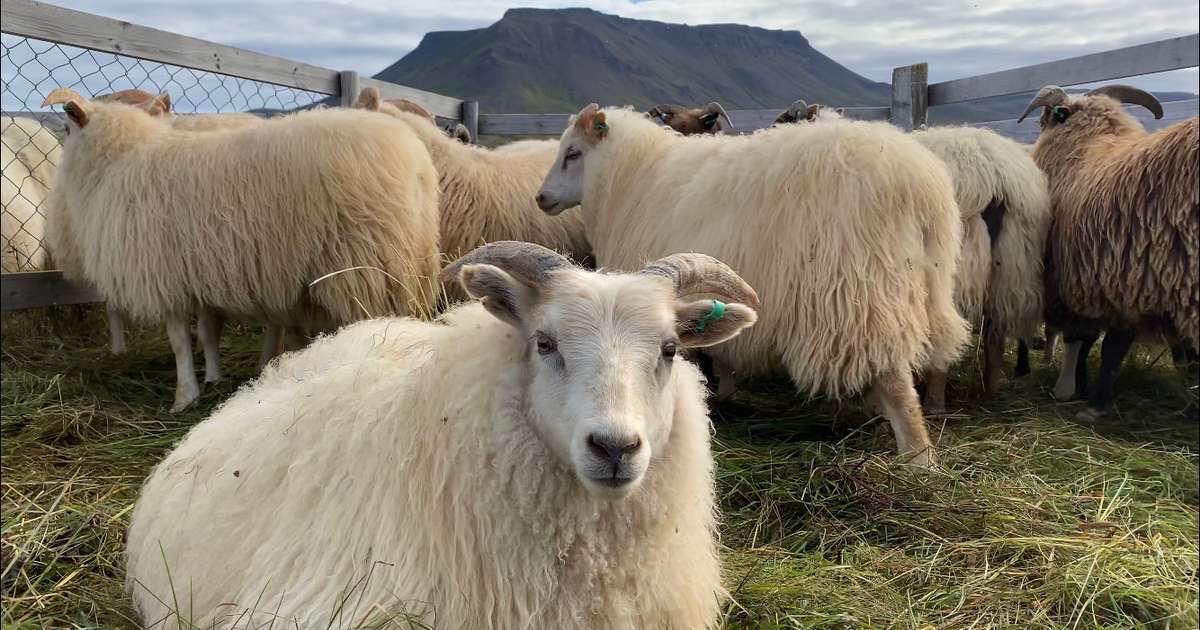 Ríkið gengur inn í áfrýjun SKE í búvörulagamáli - RÚV.is