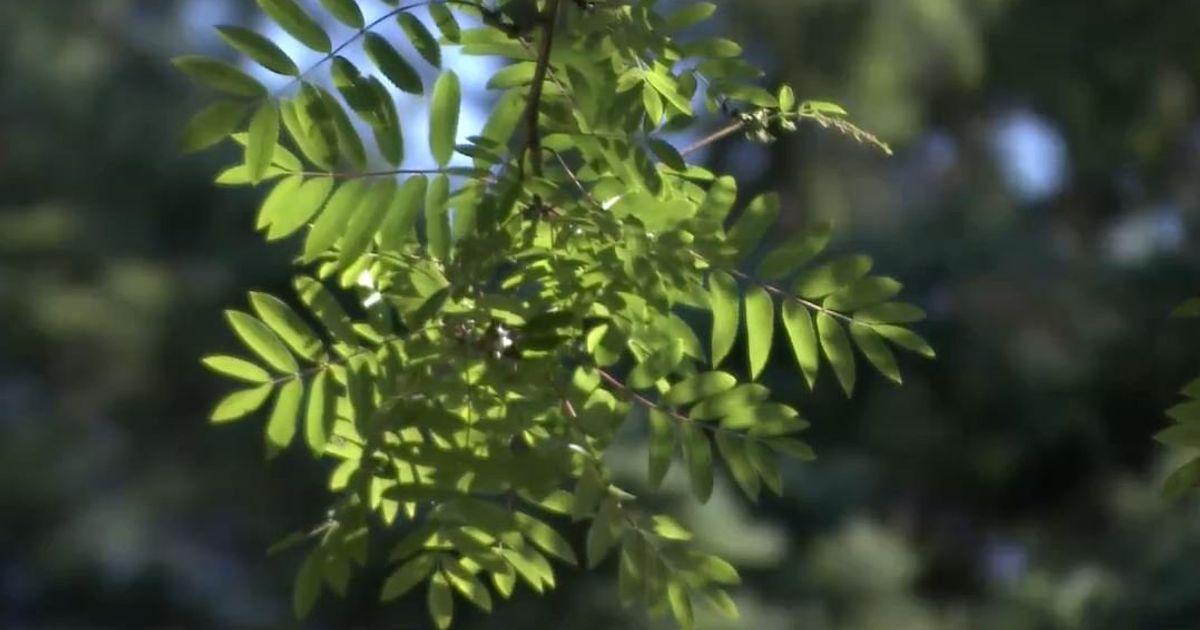 Rowan trees in city parks are dying - RÚV.is