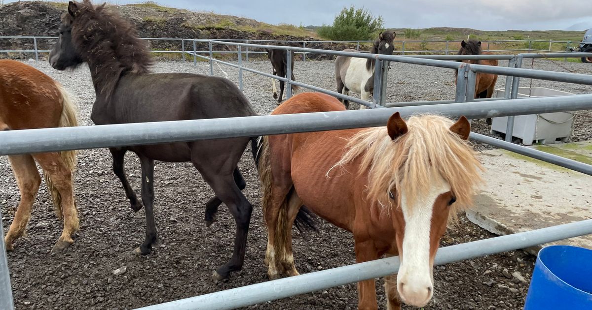Ærið tilefni að skoða eftirlit Mast með velferð dýra - RÚV.is