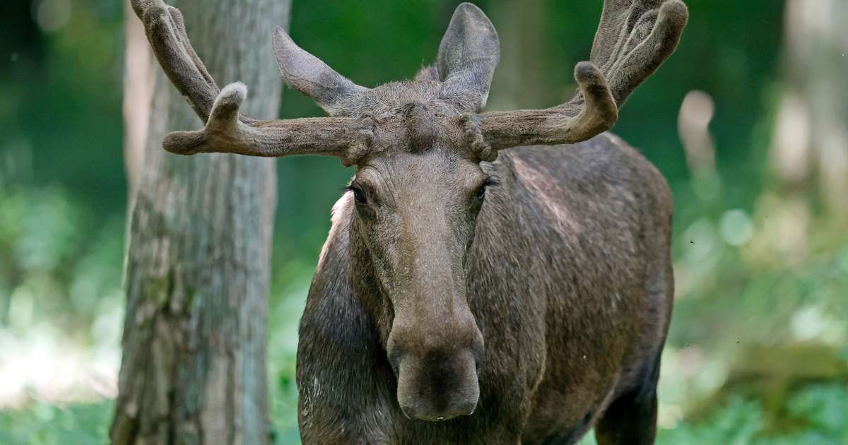 Elgur felldur í miðborg Stokkhólms - RÚV.is