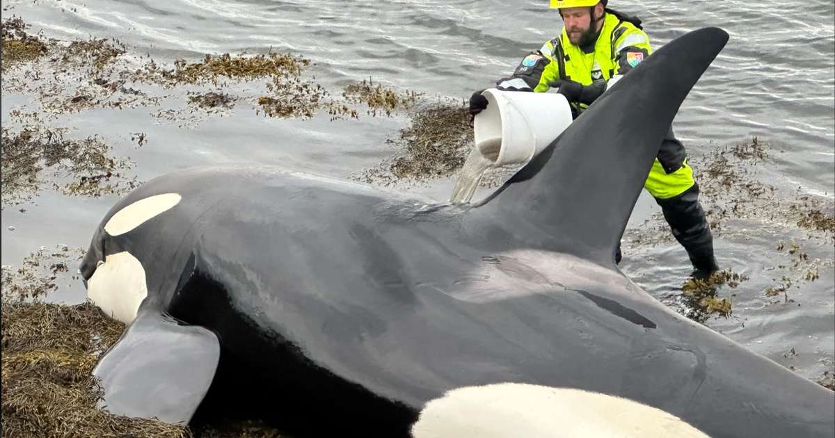 Orca refloat attempt unsuccessful - RÚV.is