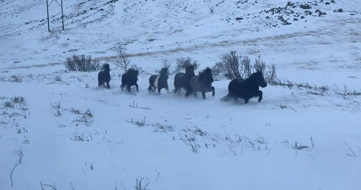Reindeer chase horses through Eskifjörður - RÚV.is