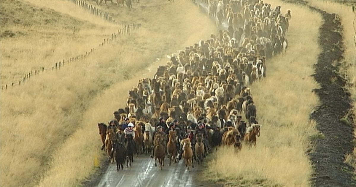 Hross og siginn fiskur í næsta Landaþætti - RÚV.is