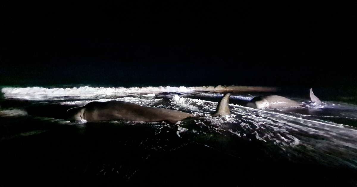 Tveir dauðir tarfar til viðbótar fundust í Kelduhverfi austan Húsavíkur ...