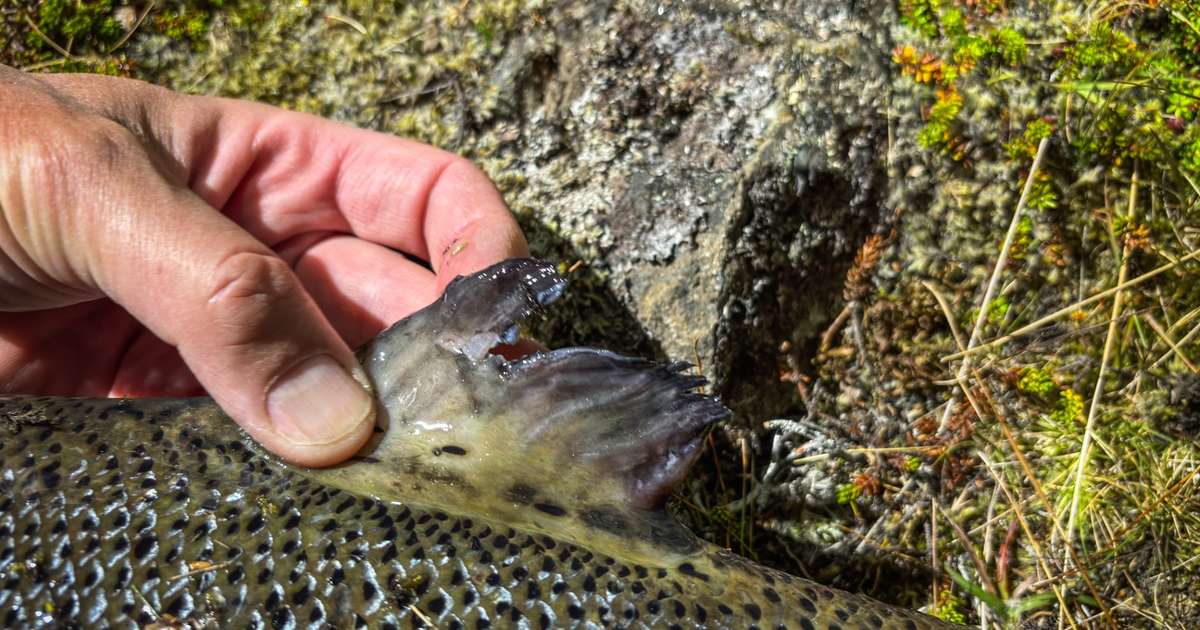 Tólf eldislaxar veiddust, en 14 villtir með einkenni eldislax - RÚV.is