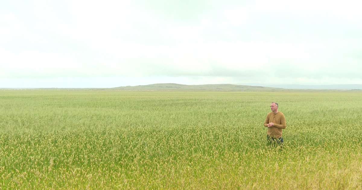Mapping the quality of farmland in Iceland - RÚV.is