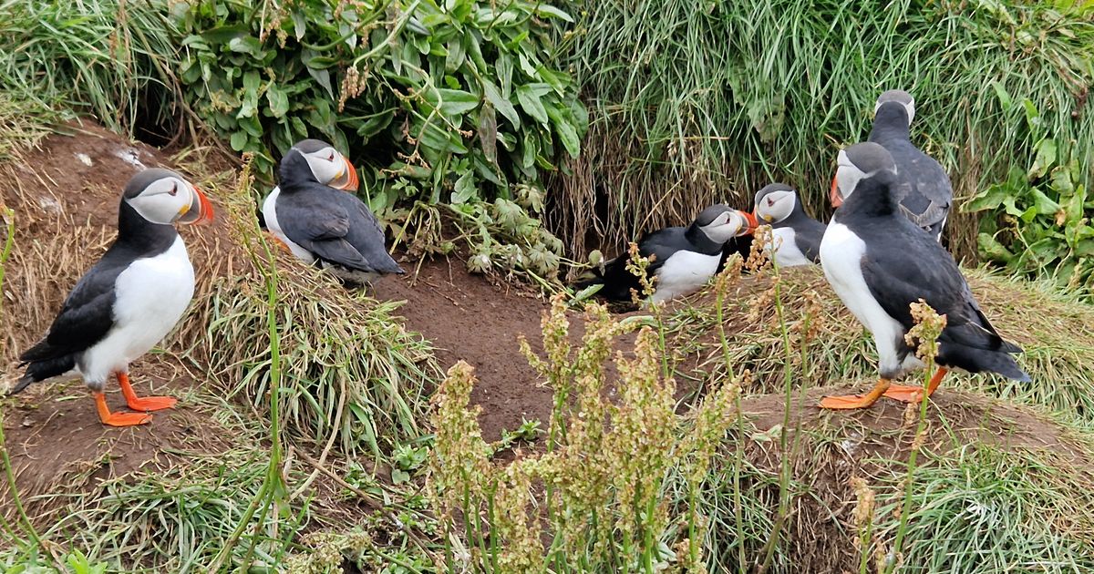 Restaurateurs should reconsider serving puffin meat - RÚV.is