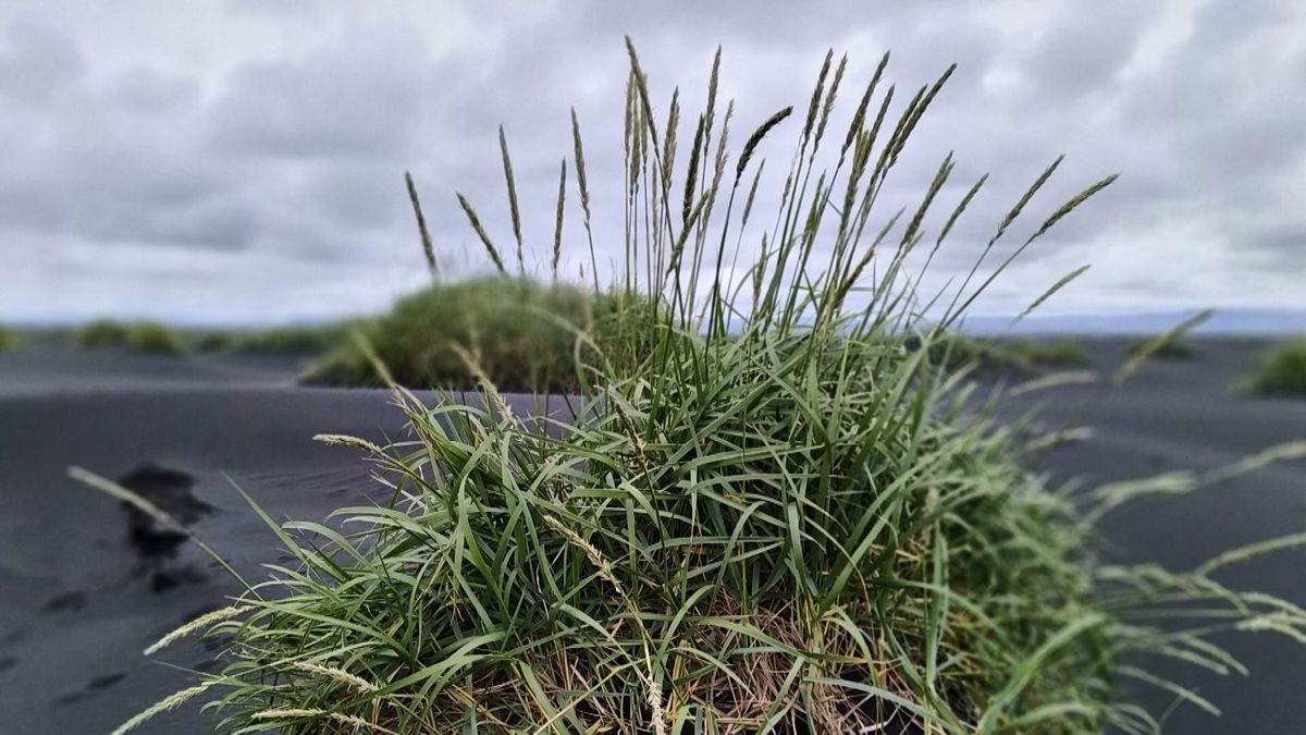 Landinn | RÚV Sjónvarp